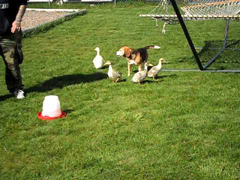 beagle with ducks - YouTube