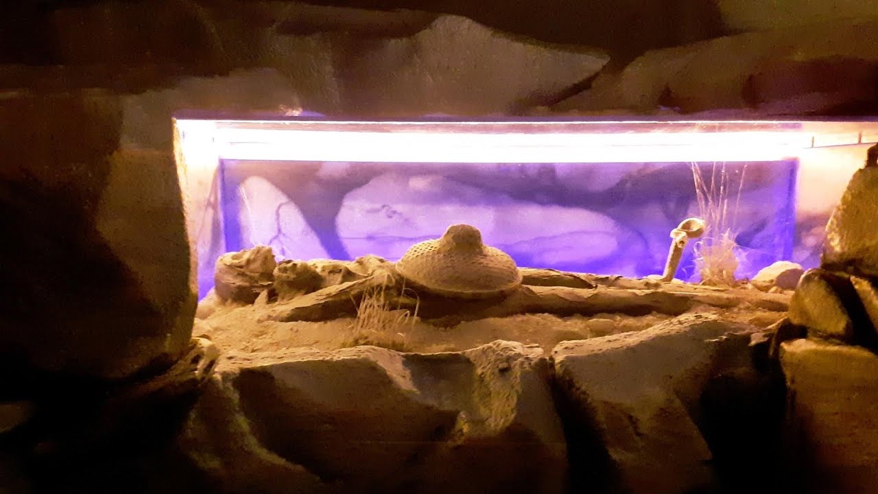 Roadside Attraction, The Thing! - YouTube