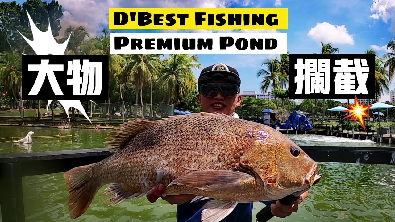 EP23新场试钓真过瘾，另一个让人垂涎的怪物天堂！不要讲Bojio。Singapore D'best Fishing Premium Pond ...