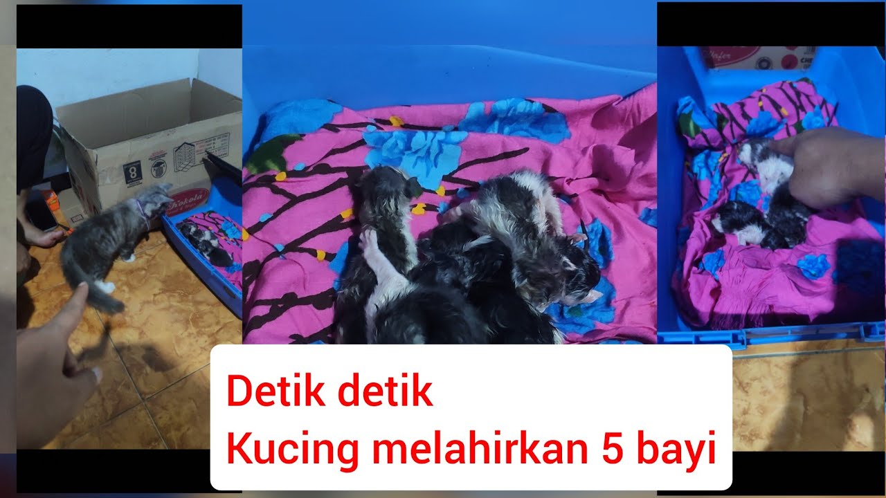 kucing melahirkan . detik detik kucing melahirkan - YouTube