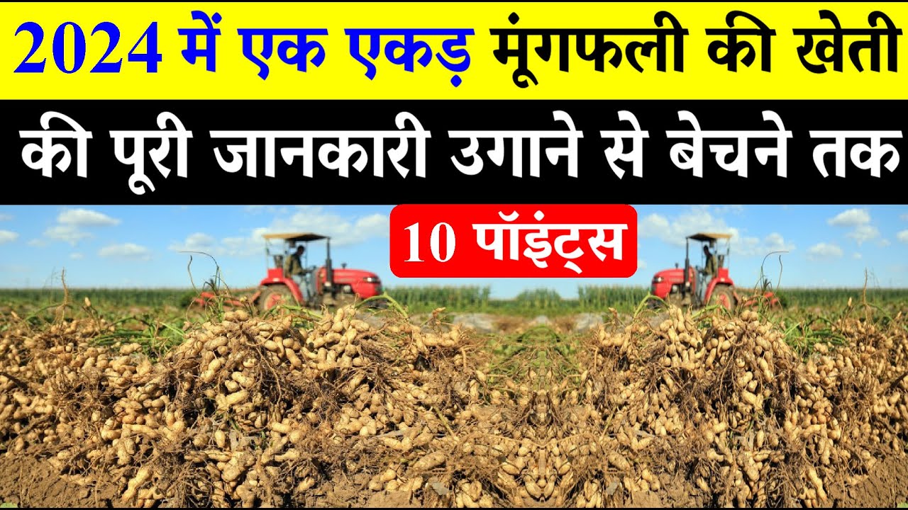 2024 में मूंगफली की खेती की पूरी जानकारी | Mungfali Ki Kheti Puri ...