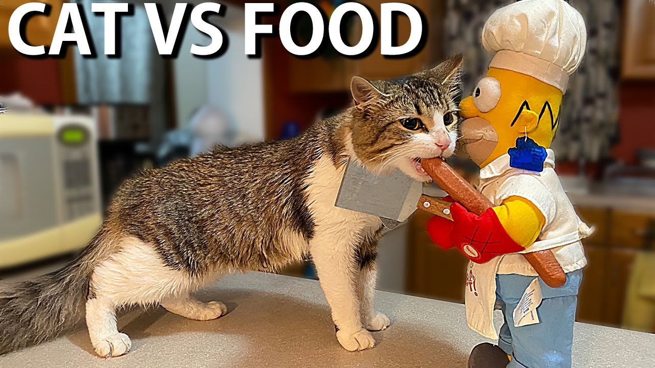 Cat Vs Food Challenge | MaskyBoo - YouTube