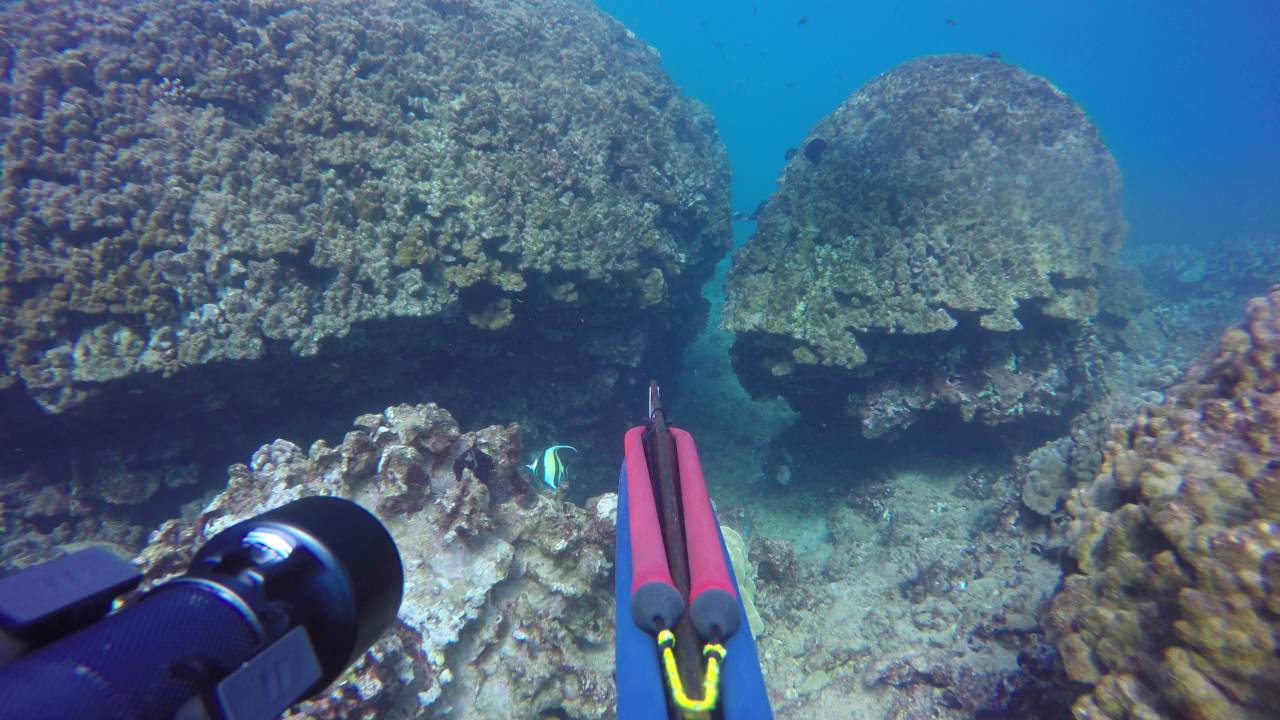 OAHU, HAWAII - Spearfishing Makaha - Dec 2015 - YouTube