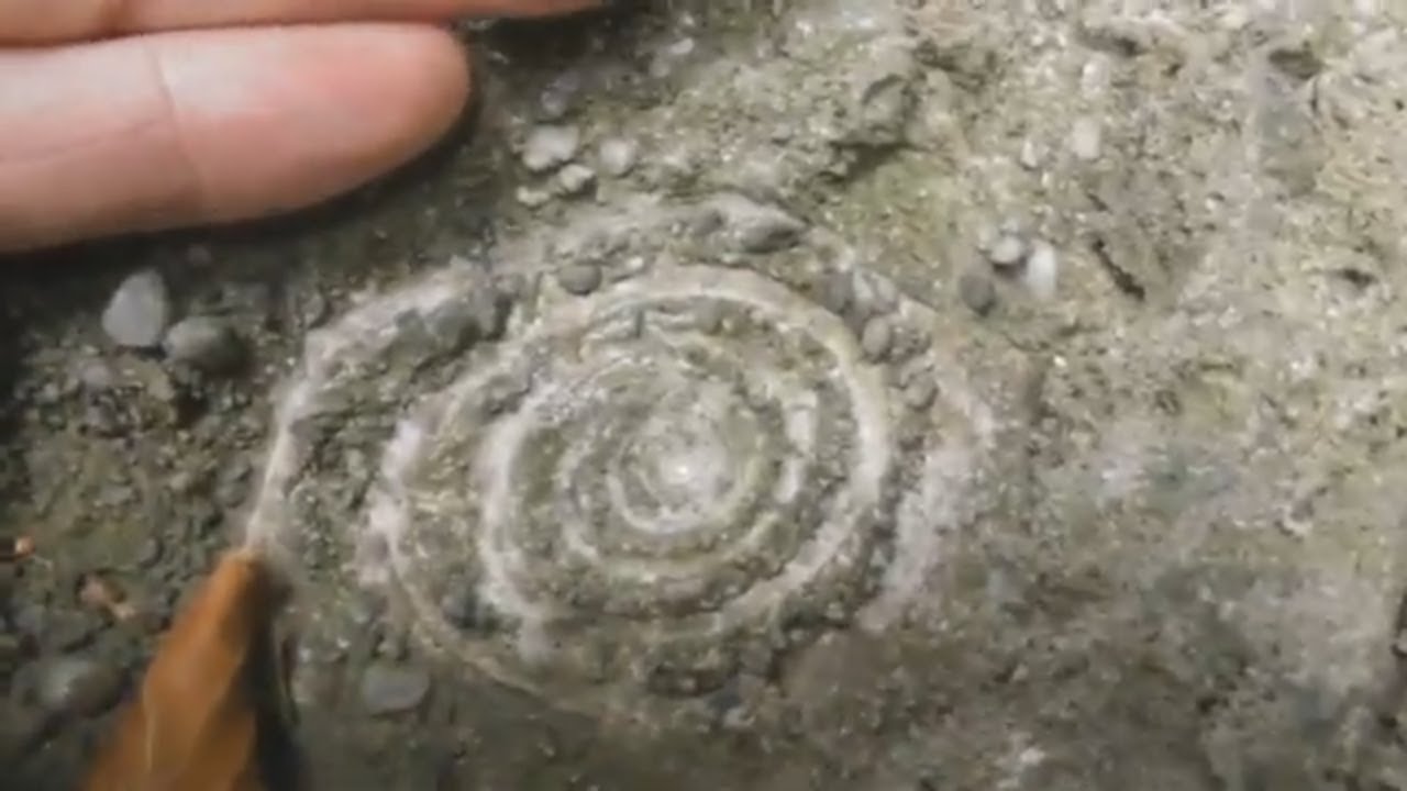 Searching for fossils of Acteonella gigantea in the Carpathian ...
