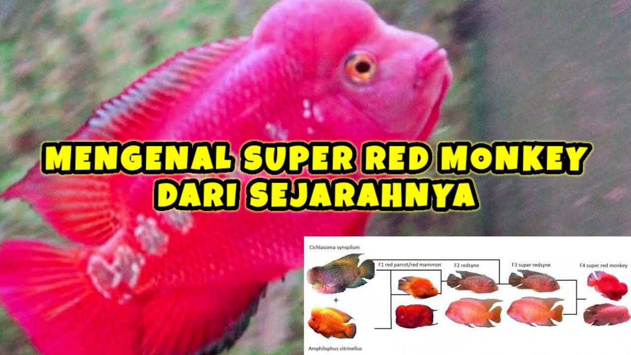 Asal Usul Ikan Super Red Monkey - YouTube