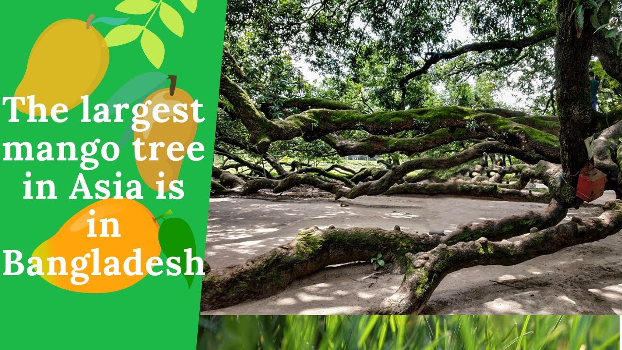 এশিয়ার সর্ববৃহৎ আমগাছ বাংলাদেশে//The largest mango tree in Asia is in ...