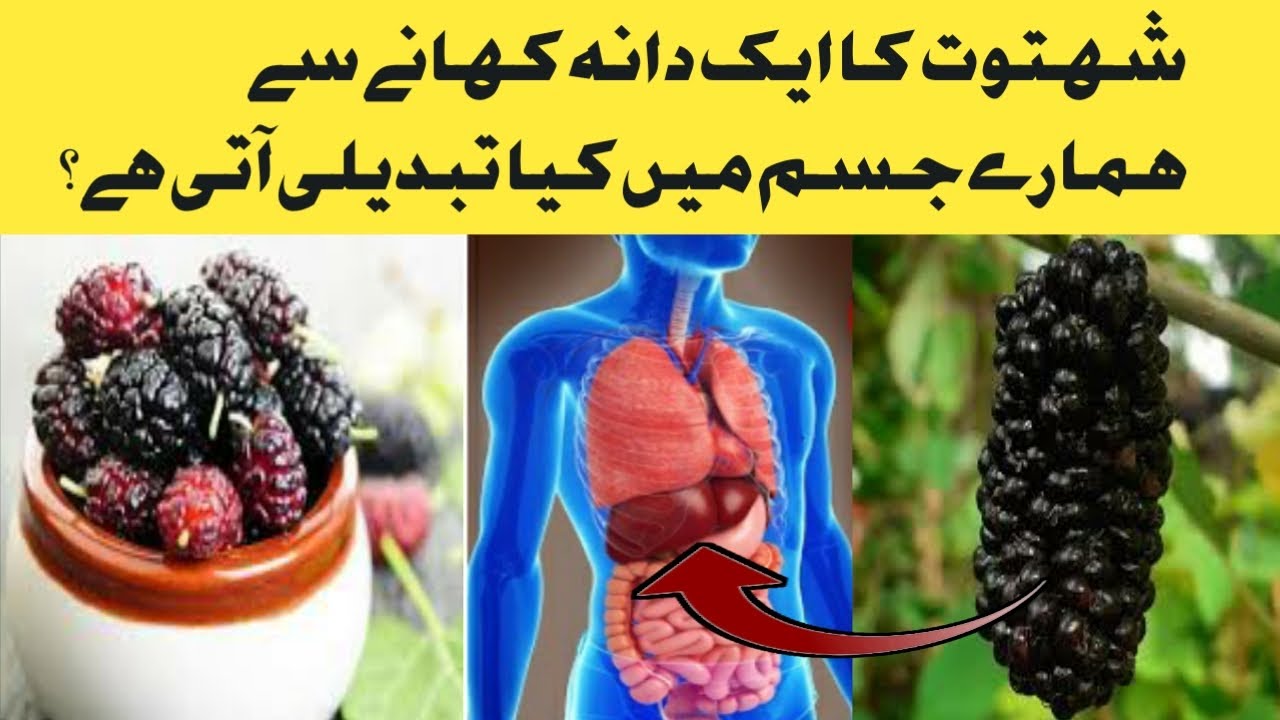 Shahtoot Fruit ke Fayde | Health Benefits of BlackBerries Fruit ...