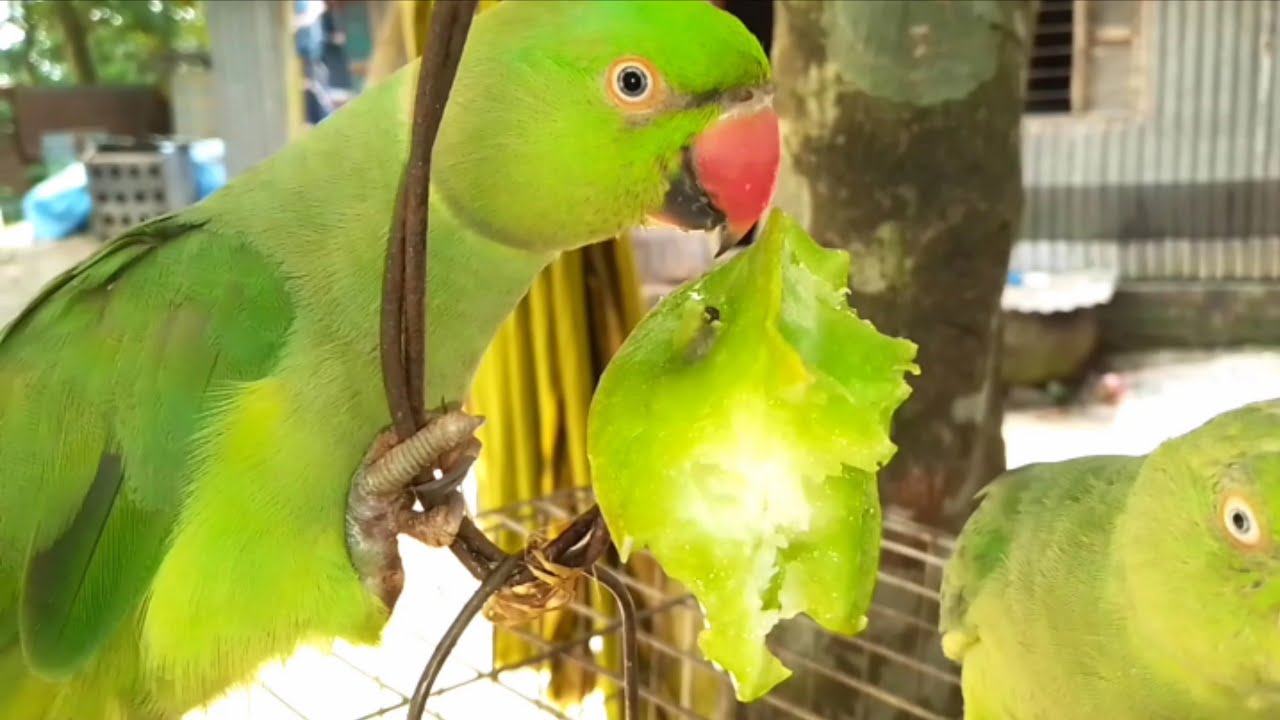 Indian Ringneck Parrot Eating Fruits | Deshi Tota Eating | Parrot Pair ...