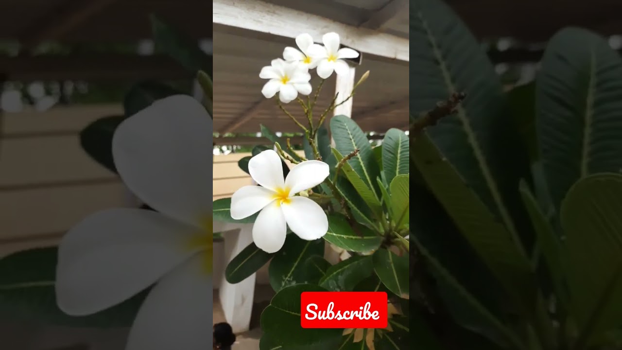 #chafa flower #status - YouTube