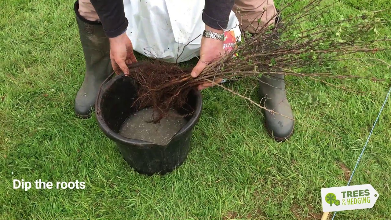 How to use Rootgrow™ with Rootdip - YouTube