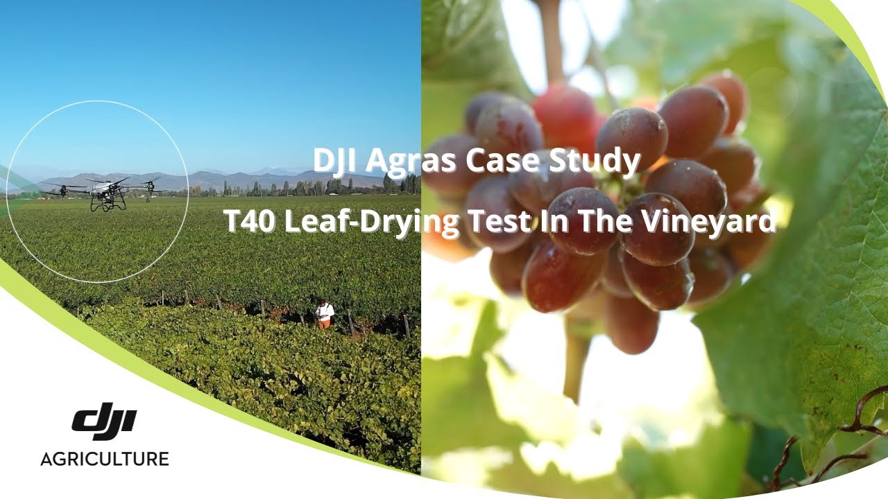 Use T40 to Dry Grape Leaves | DJI Agras Case Study - YouTube