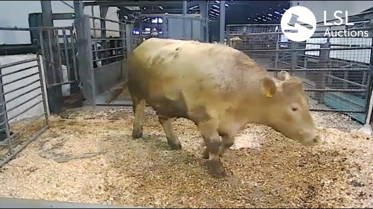 Carnaross Lot 69 30-11 - YouTube