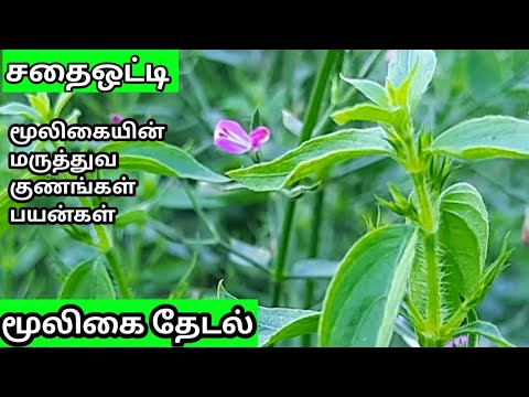 சதை ஒட்டி மூலிகையின் பயன்கள் மருத்துவ குணங்கள்/Medical uses of ...