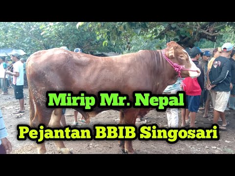 Harga Sapi Bakalan Melimpah di Penghujung Akhir Tahun 2022. Ada Yang ...