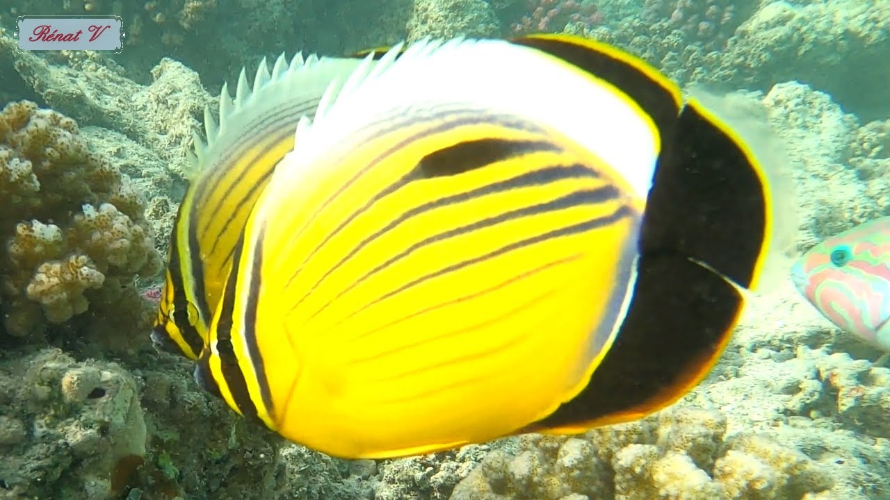 Poisson-Papillon à queue noire - Chaetodon ephippium - Mer rouge - YouTube