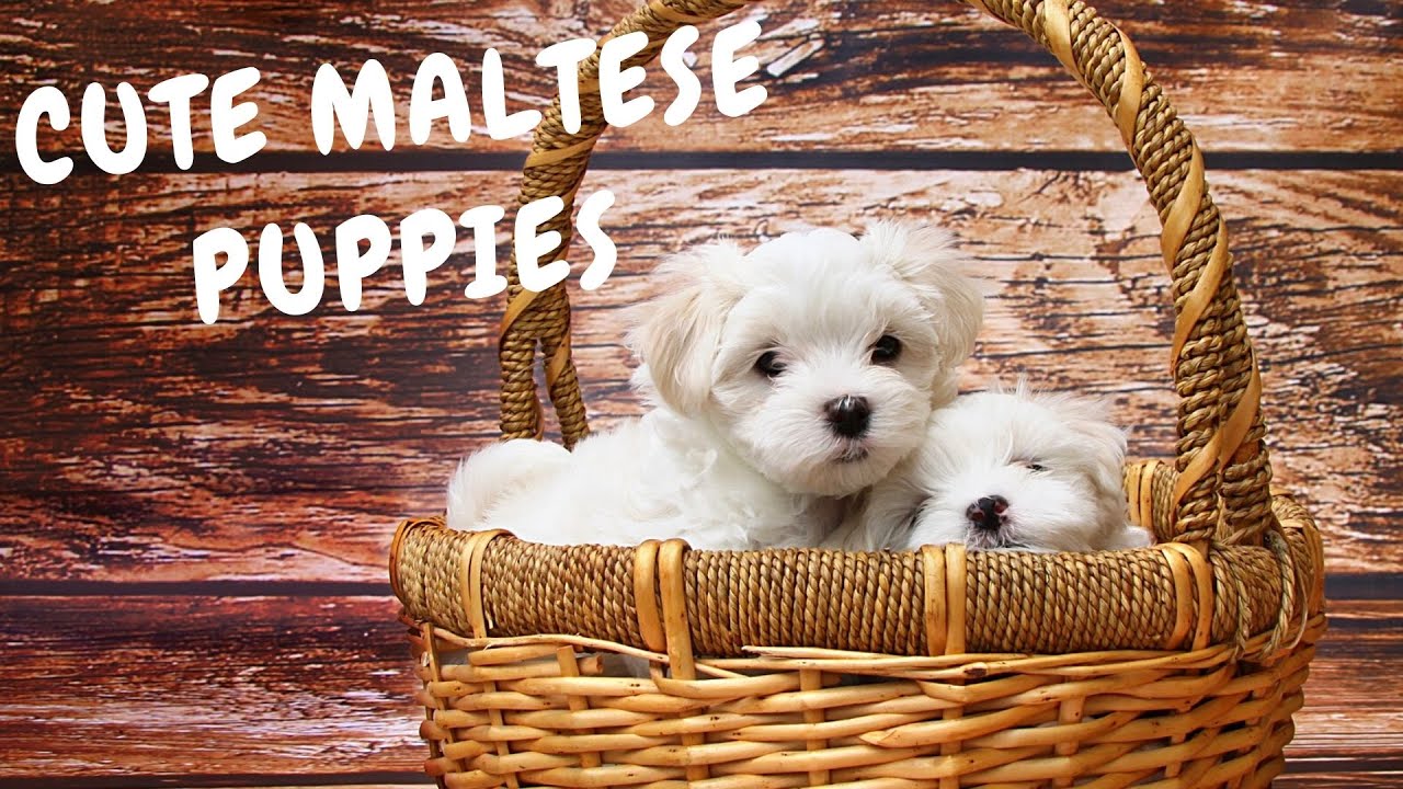 These Cute Little Maltese Puppies will make you Smile - YouTube