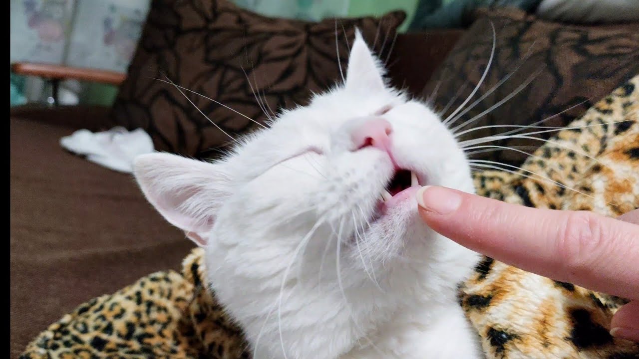 💊Immerse Yourself in a Dose of Cuteness from Cat Twist! 🫶 Cute videos ...