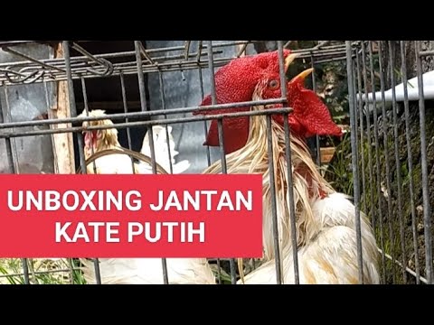 UNBOXING MALE WHITE KATE CHICKEN - YouTube