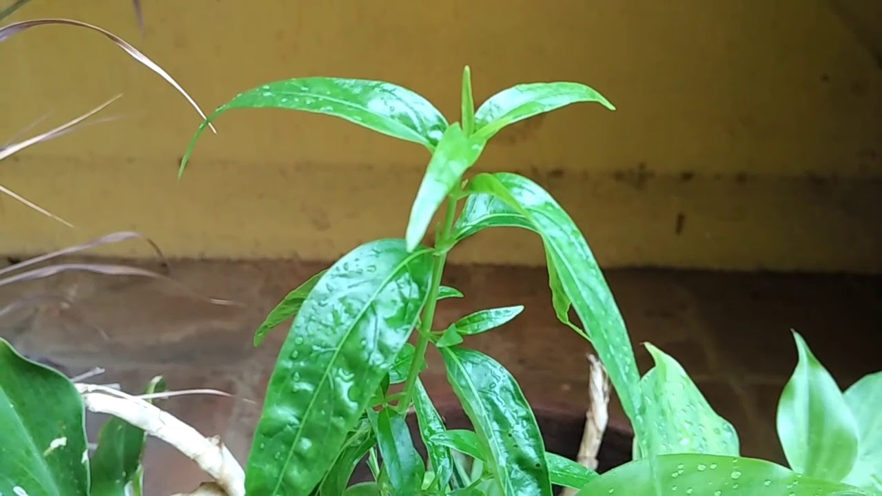 Nilavembu plant. Uses Dengue fever - YouTube