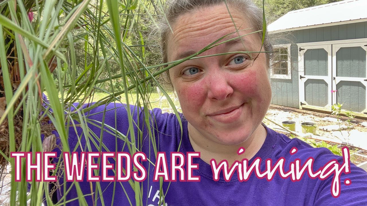 Weed Maintenance after Vacation (and Heat Wave) the Weeds are WINNING ...