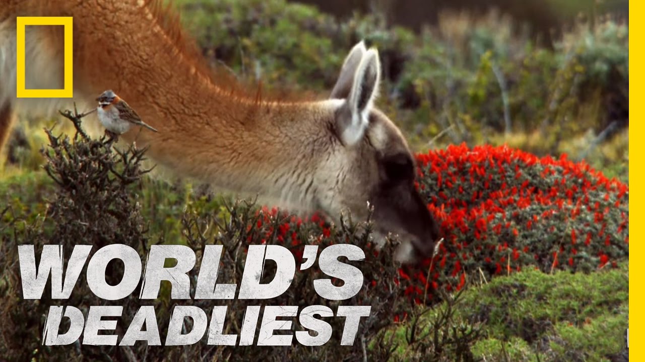 Torres del Paine National Park | Puma! Elusive Hunter of the Andes ...