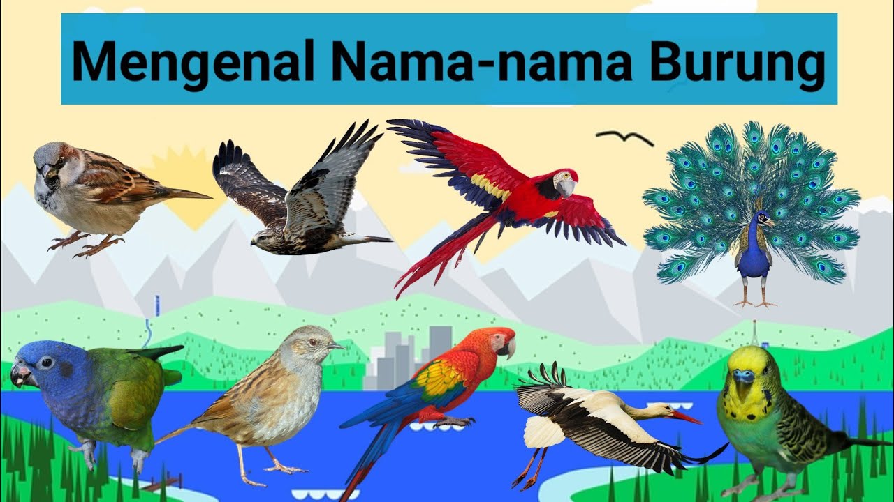 Belajar Mengenal Nama-nama Burung - YouTube
