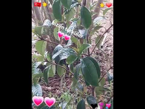 sane ne oldu çetin demir