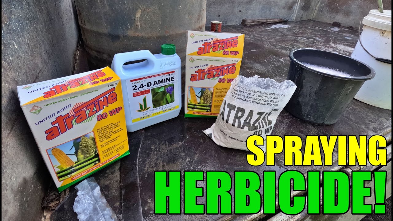 SPRAY TAG HERBICIDE SA TUBOHAN (ATRAZINE + 24D) - YouTube
