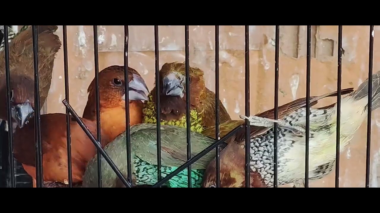 "Adorable Multicolored Sparrows Feeding Together" - YouTube