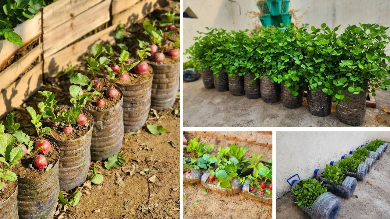 How to grow vegetable plants in plastic bottles - YouTube
