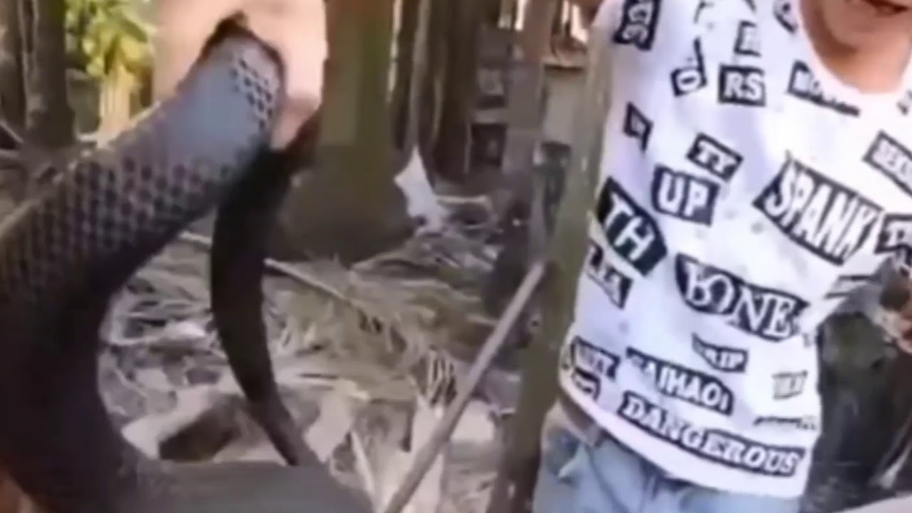 COBRAS FOUND IN FLORIDA EVERGLADES - YouTube