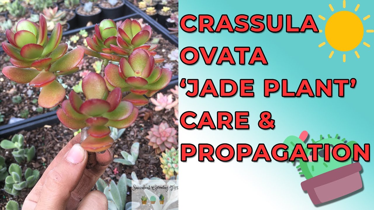 Crassula Ovata Money Plant Care How To Care For A Money Plant: Jade