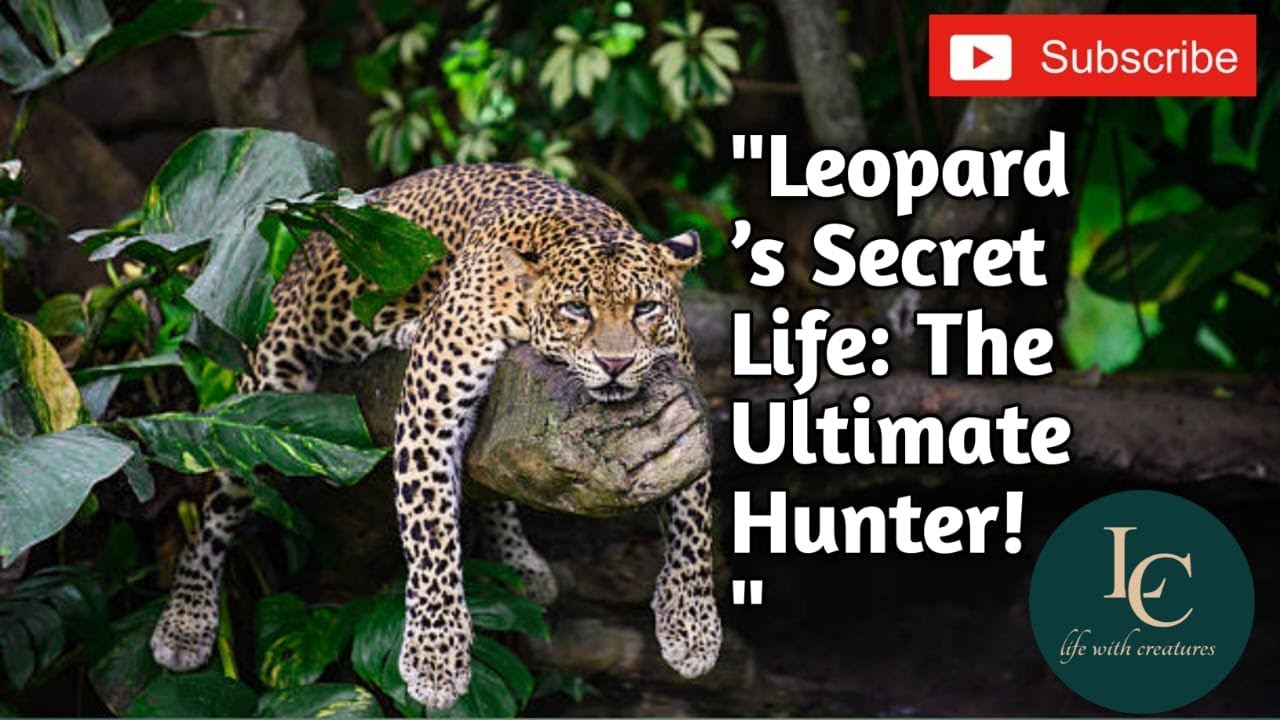 "Leopard: The Ultimate Stealth Predator!(@Lifewithcreatures ) - YouTube