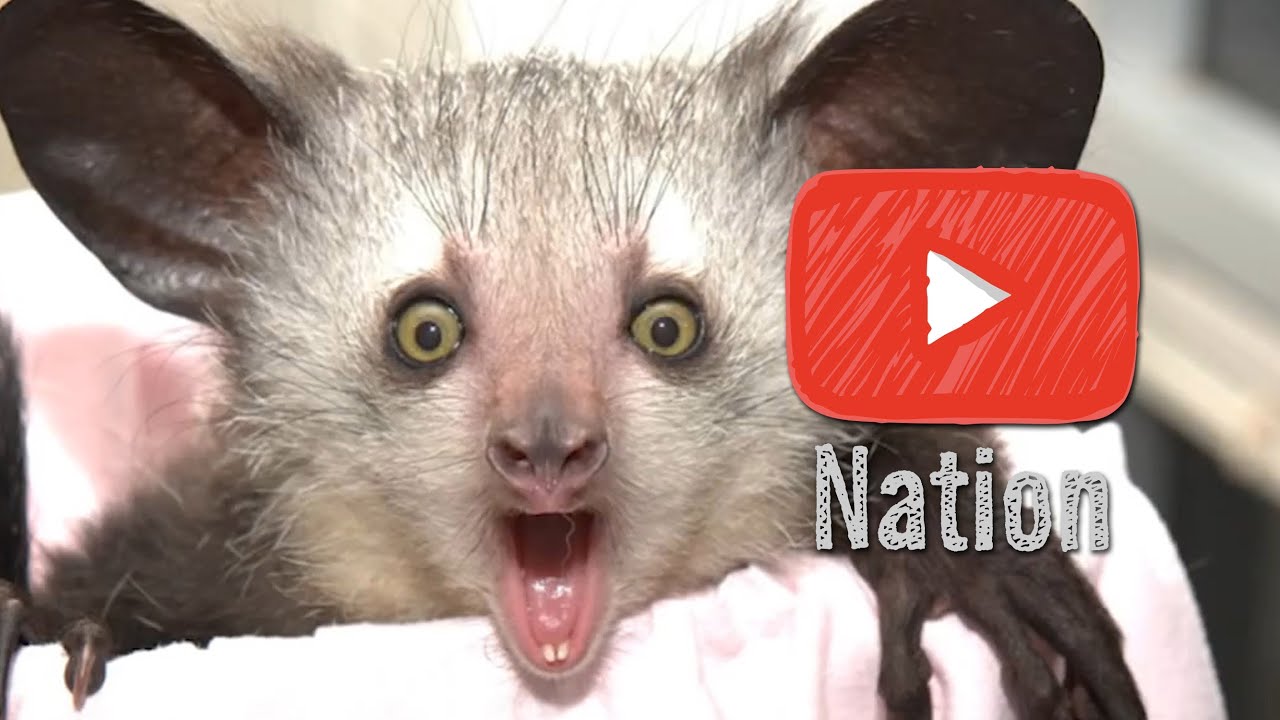 The 7 Craziest Animals on Earth | YouTube Nation | Saturday - YouTube