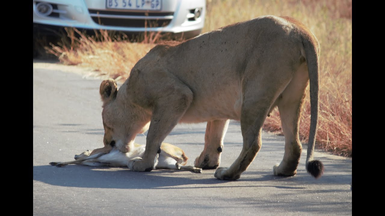 Lion walking down road finds Roadkill (Kruger National Park, South ...