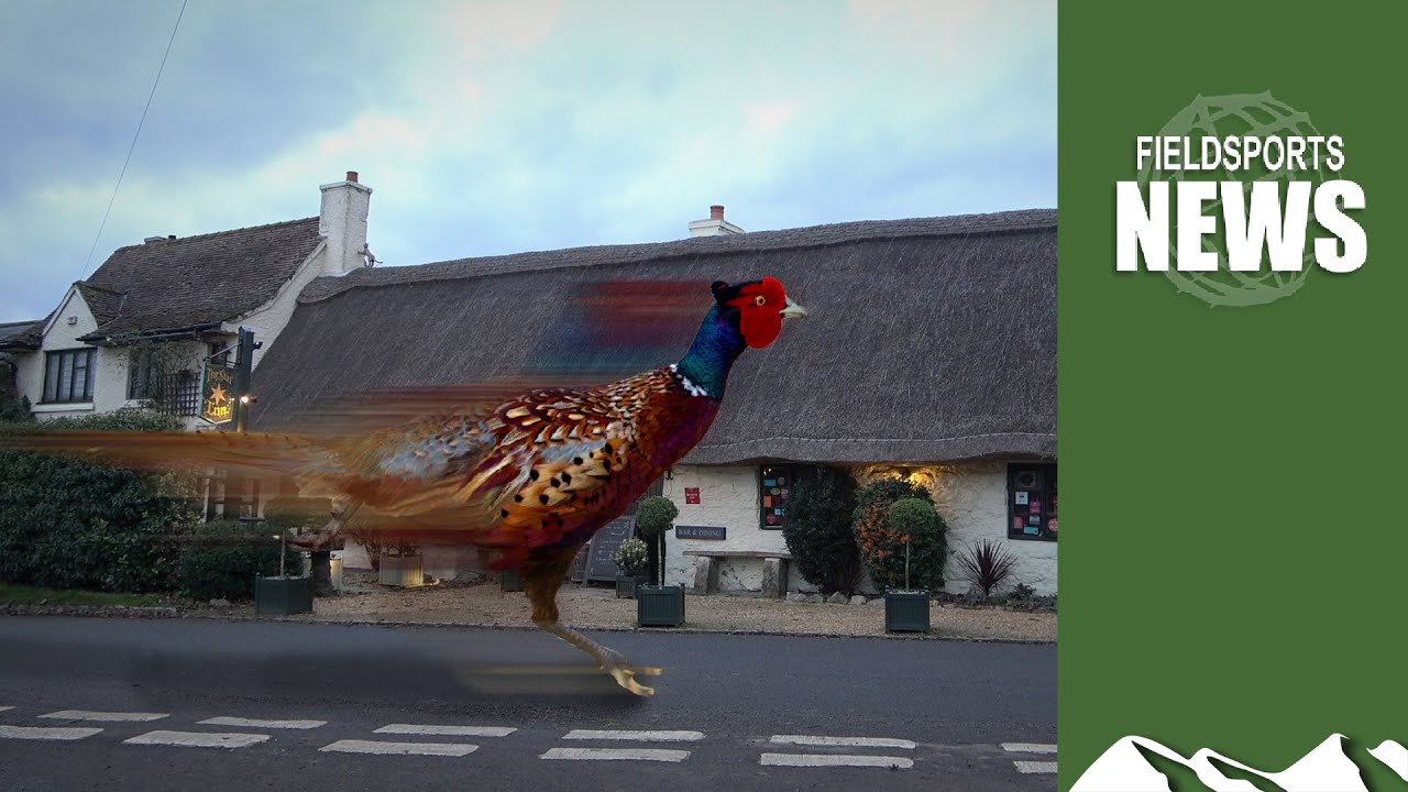 Game-changing government rules could take pheasant off pub menus - YouTube