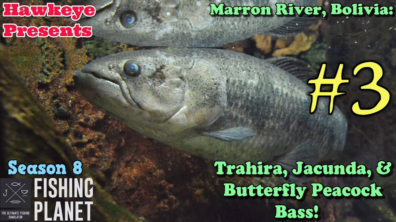 Fishing Planet #3 - S8 - Marron River, Bolivia: Trahira, Jacunda ...