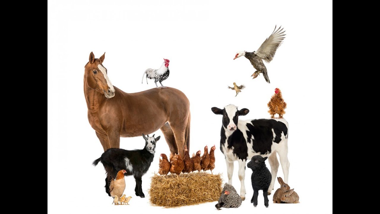 Ev heyvanlarının faydaları - YouTube