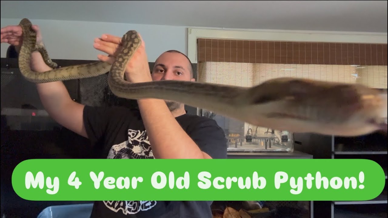 4 Year Old Scrub Python - YouTube