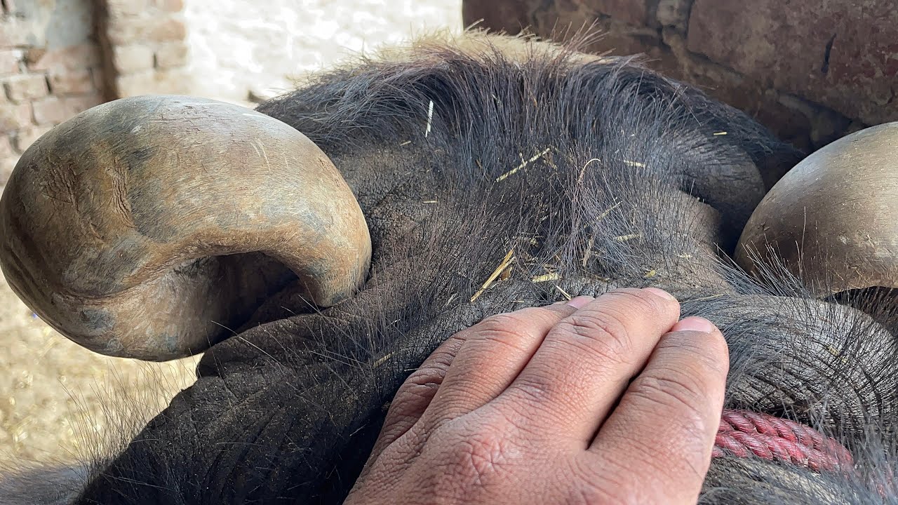 Overgrown horns can become dangerous for animals and farmers. Timely ...