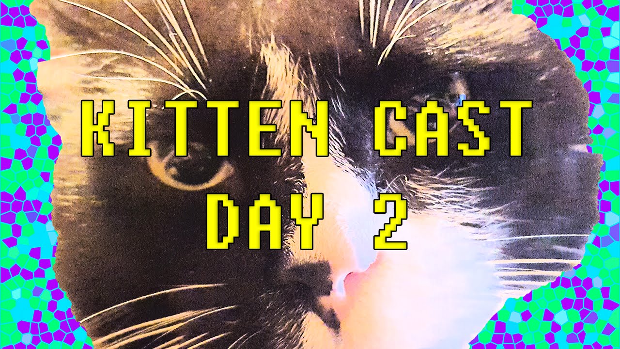 Kitten Cast: Day 2 - YouTube