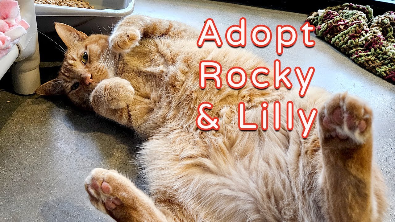 Adopt Rocky and Lilly - YouTube
