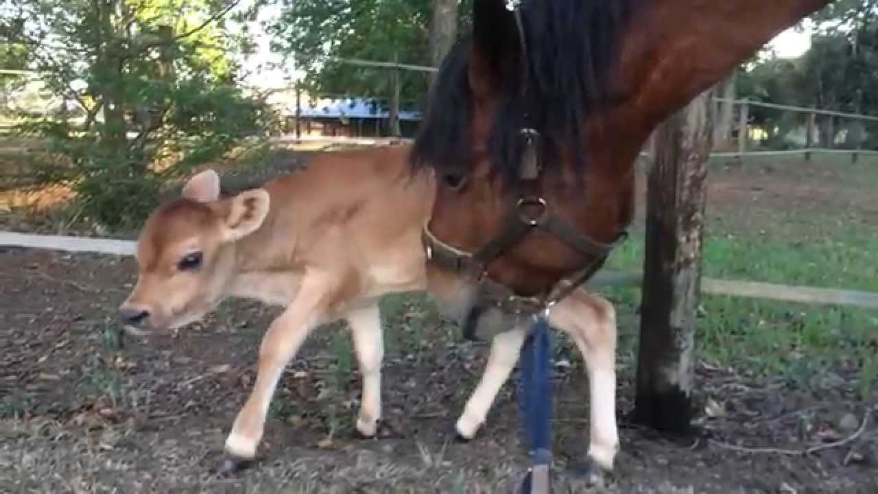 Horse adopts 5 day old Calf - YouTube
