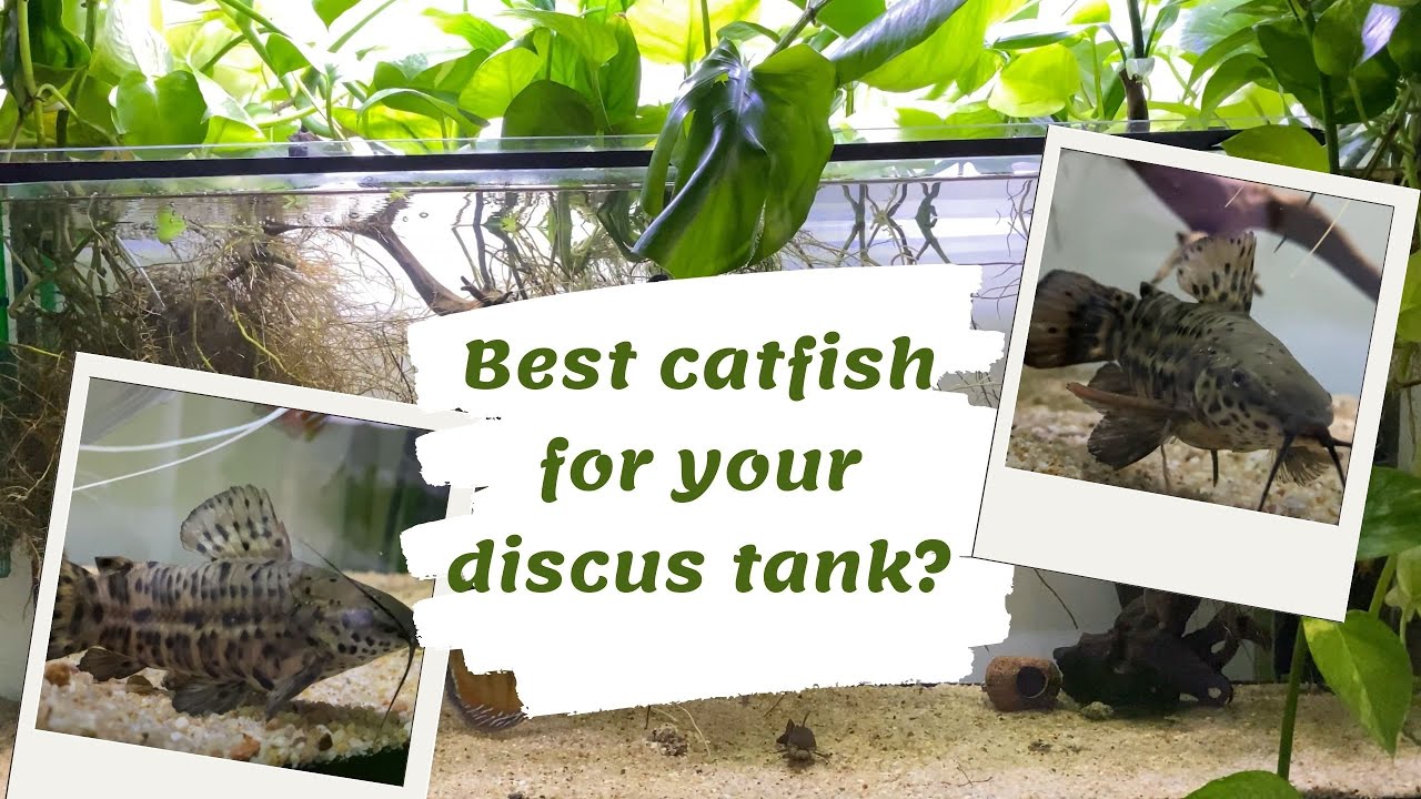 Best catfish for your discus tank? - YouTube