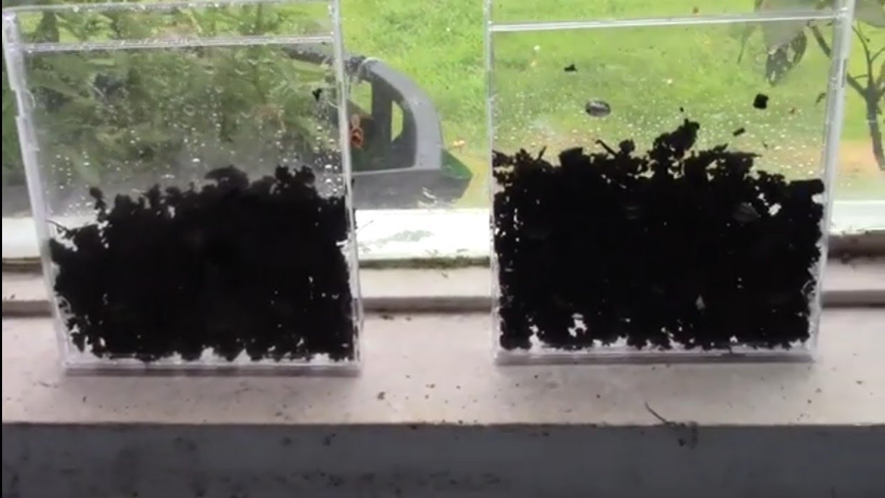 How to Grow Beans in a Clear CD Case: A Fun Gardening Experiment for ...