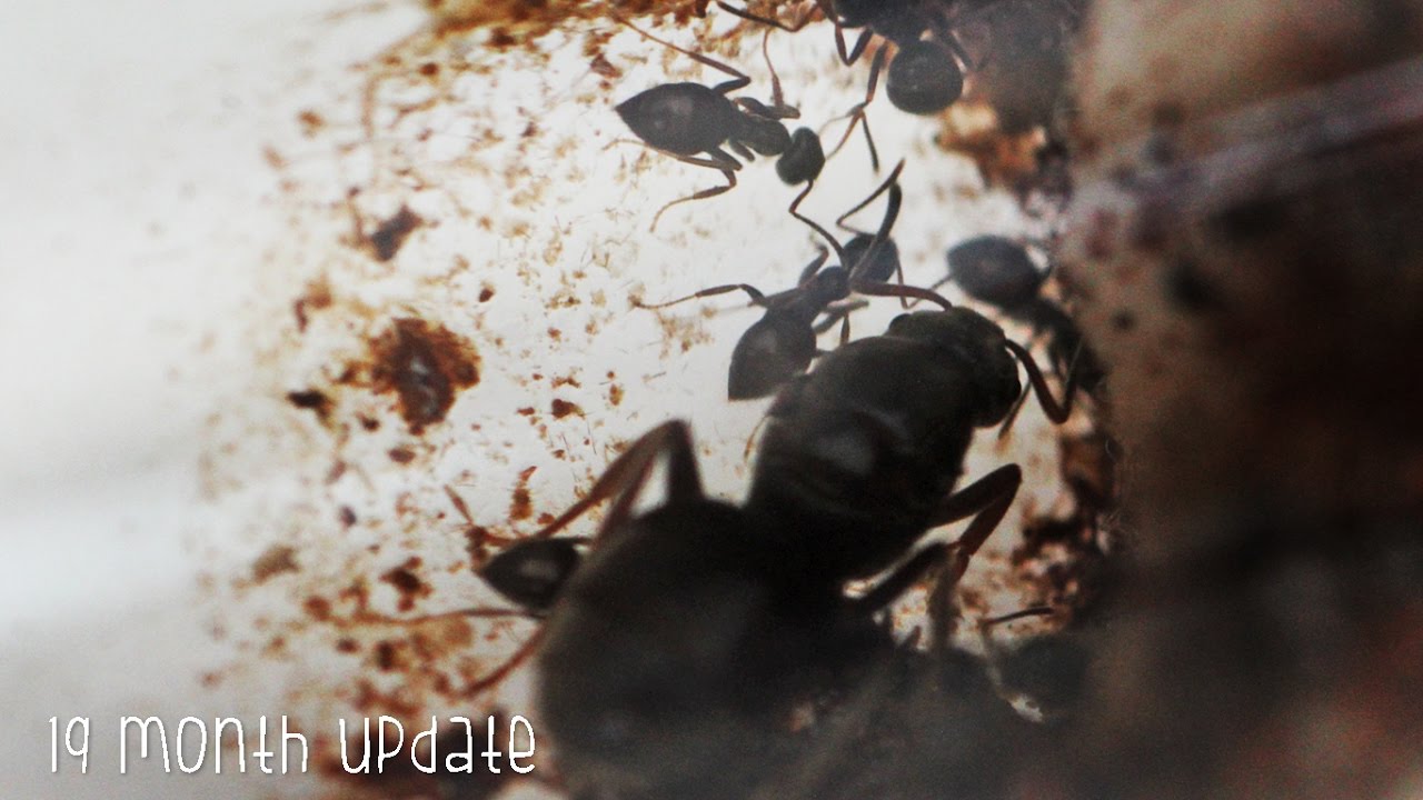 THINGS TO CONSIDER BEFORE GETTING ANTS | 19 Month Update - YouTube