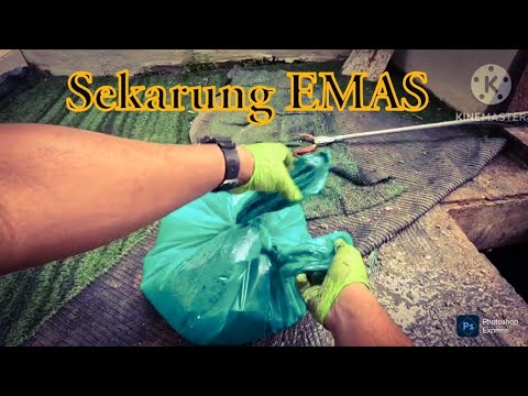 Sinki Sumbat 49 || Sekarung EMAS - YouTube