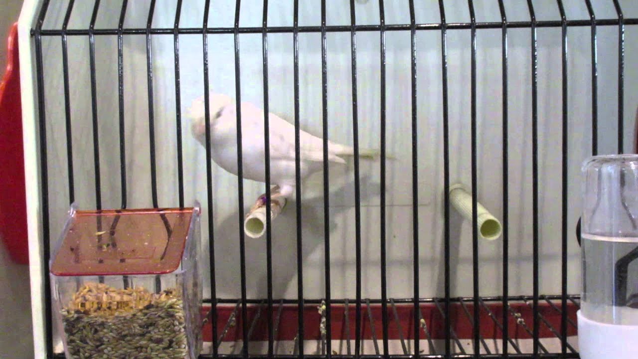 Canario blanco recesivo cuarto con 91 ptos - YouTube