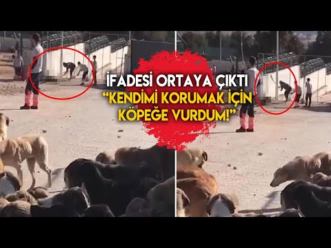 Son Dakika! Konya Hayvan Barınağı olayında tutuklanan şüphelilerin ifadesine ulaşıldı!
