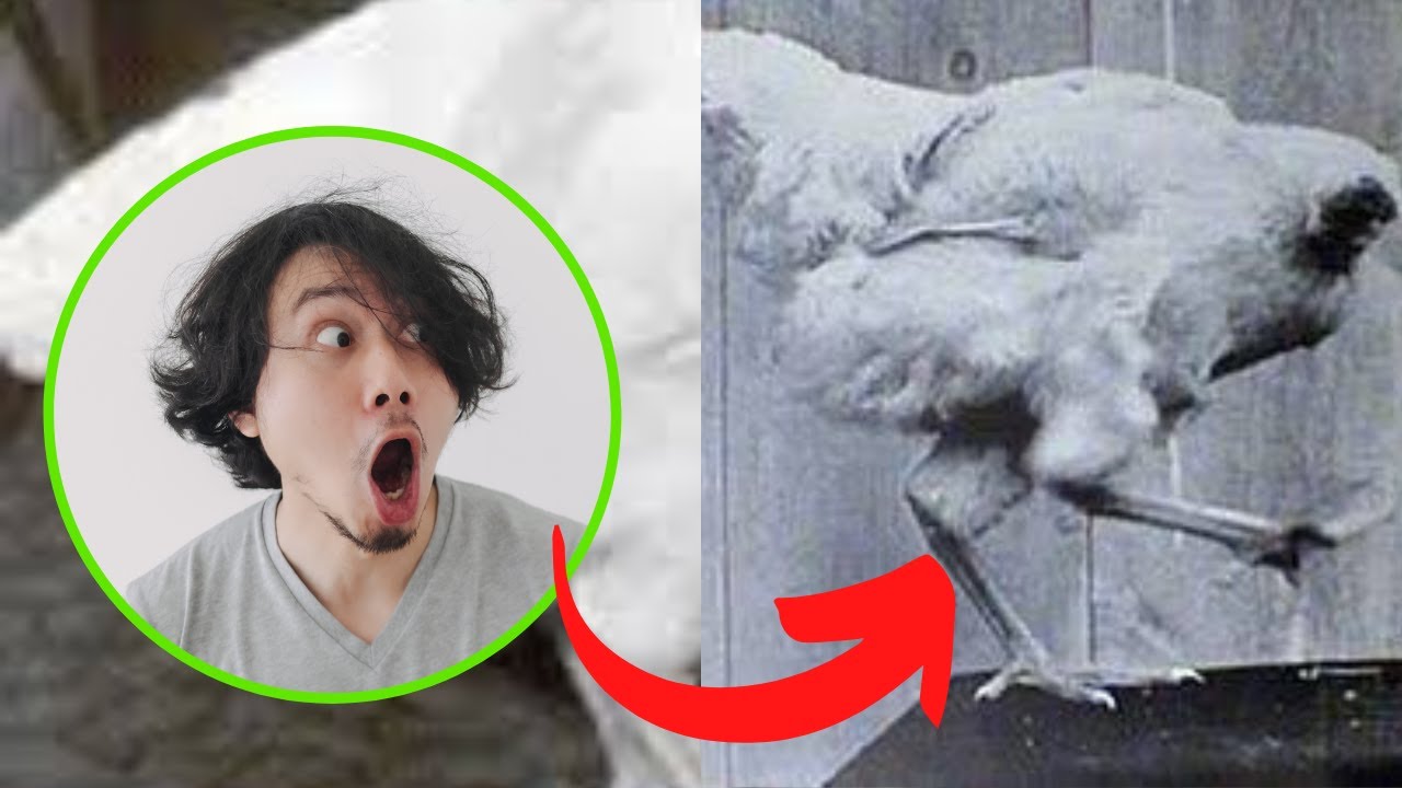 O frango que viveu 18 meses sem cabeça. Conheça o frango Mike. - YouTube